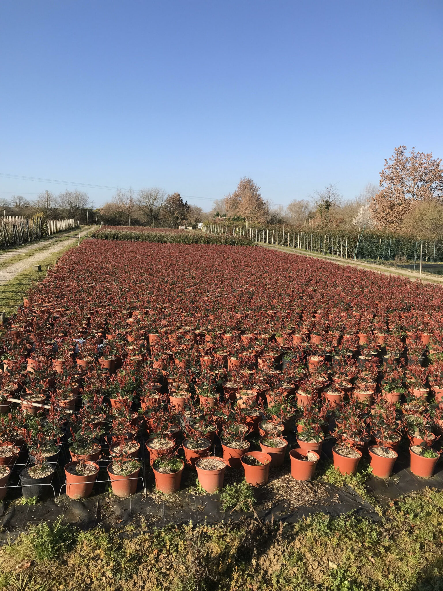 Nos plantes - Pepiniére Nadesse